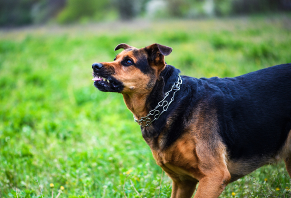 Coprophagy in Animals – VETEXPLAIN