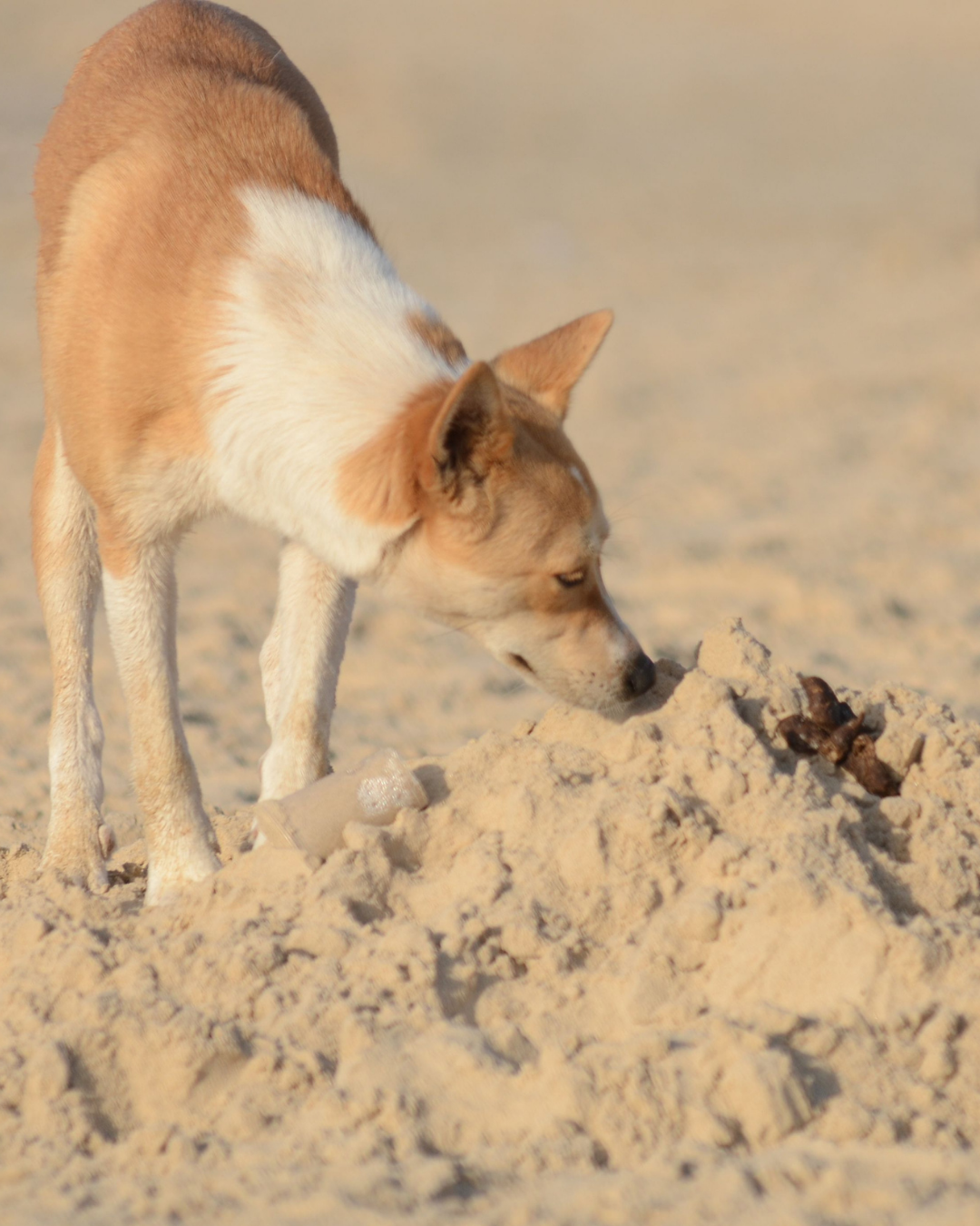 Coprophagy in Animals – VETEXPLAIN