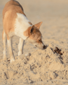 Coprophagy in Animals – VETEXPLAIN