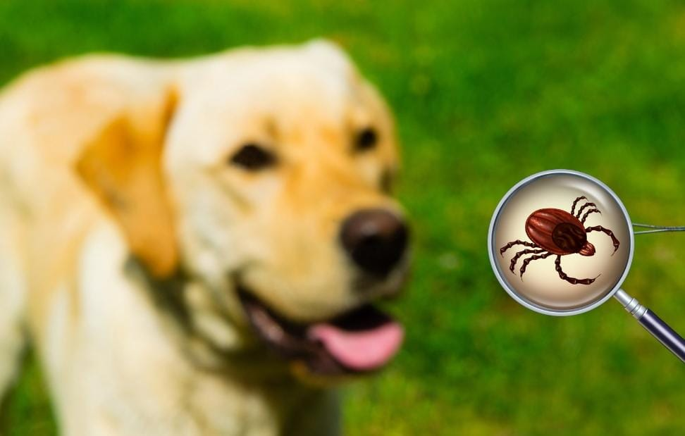Ticks and Tick Infestations – VETEXPLAIN