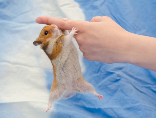 Hamster Species and Their Characteristics – VETEXPLAIN