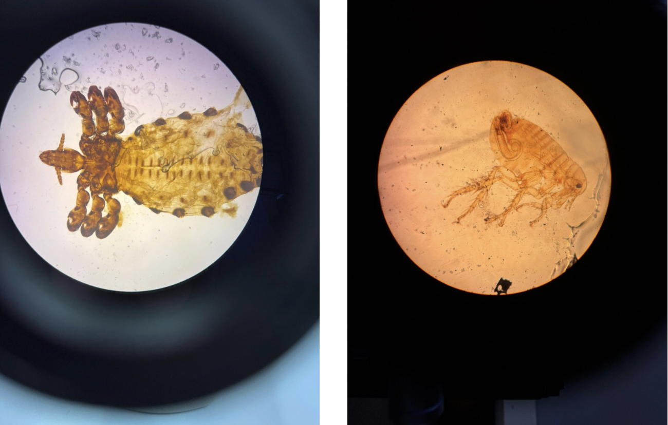 Coprophagy in Animals – VETEXPLAIN